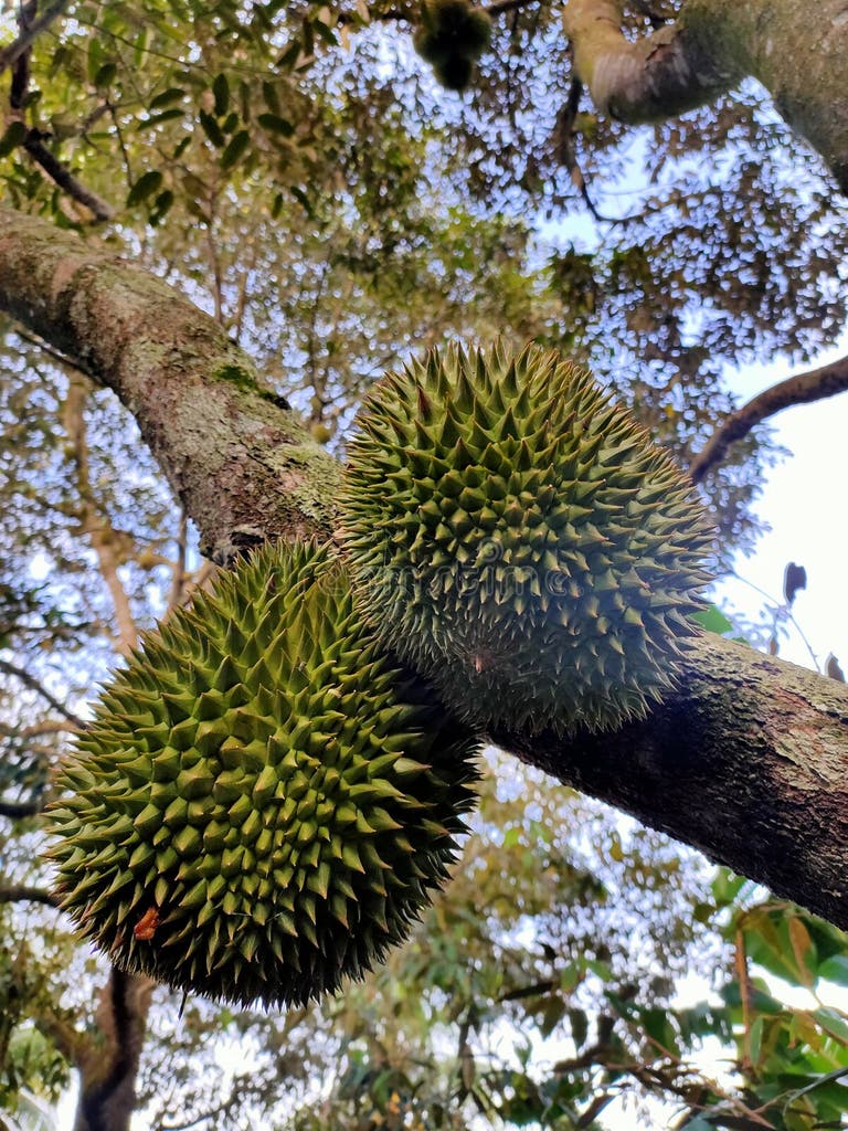 Unknown Durian Udang Merah Stock Photos - Free & Royalty-Free Stock ...