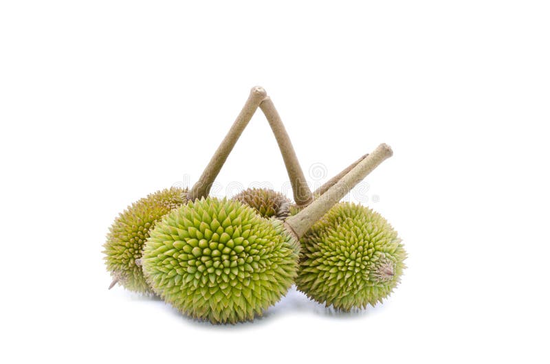 Exotic Fruits Djengkol Archidendron Pauciflorum or Local Malaysian Name ...
