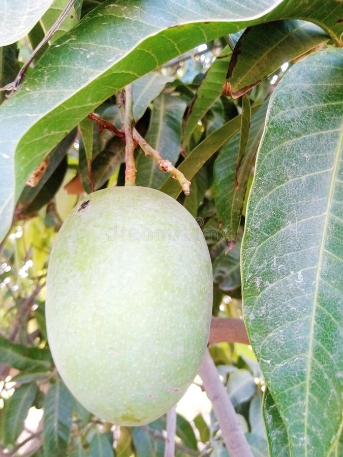 Mangomania Stock Photos - Free & Royalty-Free Stock Photos from Dreamstime