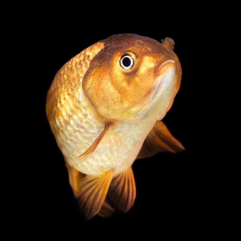 Japanese Ranchu Yellow Goldfish Stock Image - Image of japanese, blue ...