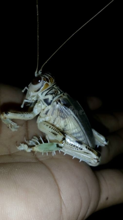 Grasshopper stock image. Image of shows, insect, abstract - 152513747