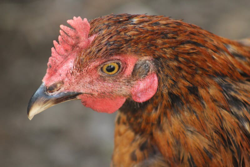 King Hen foto de stock. Imagem de perfil, galinha, nave - 162976546