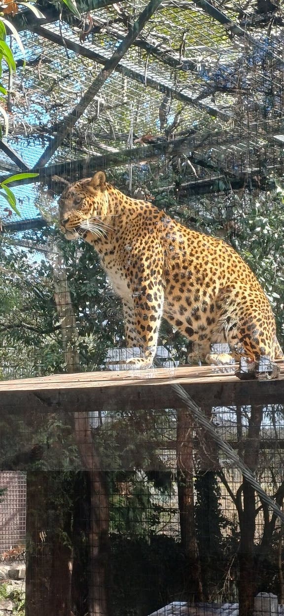 King of the Hill Big Lepord Stock Image - Image of animal, plant: 401110049