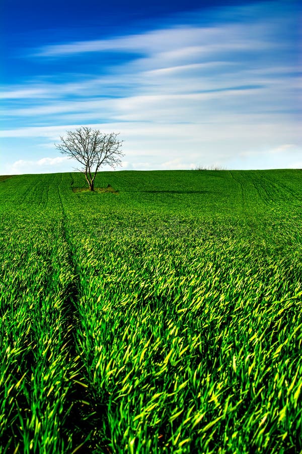 Lonely Tree on Green Field stock image. Image of grass - 39226655