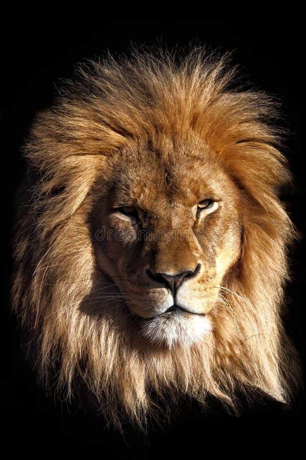 Cat with lion shadow stock image. Image of ennoblement - 36567021