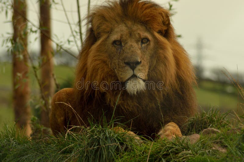 King Looking Over His Kingdom Stock Photos - Free & Royalty-Free Stock ...