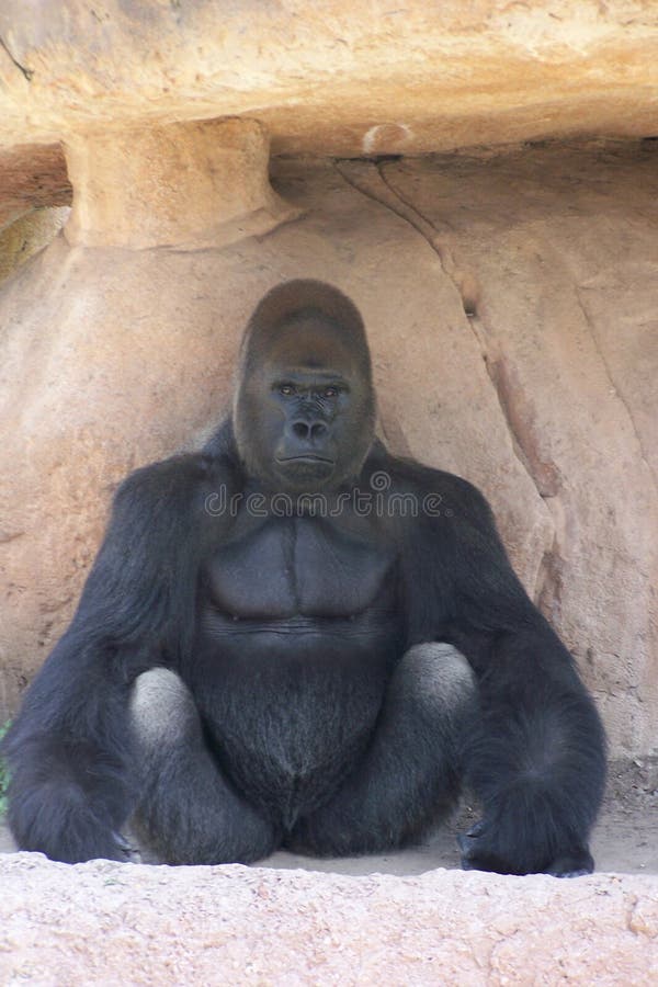 Male silverback gorilla stock photo. Image of strength - 124129948