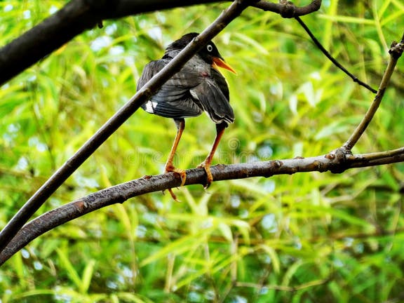 King of the Jungle Starling Stock Photo - Image of bird, jungle: 227442642