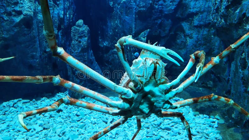 King Krab Alaska in Aquarium so Beautiful Stock Photo - Image of krab ...