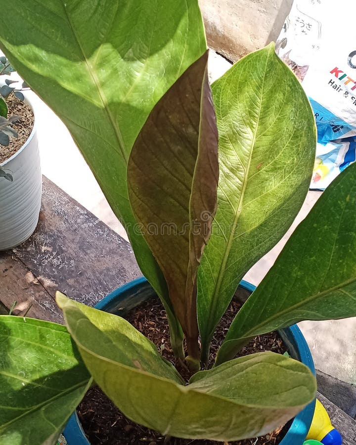 King of leaf plant editorial image. Image of flower - 262779415