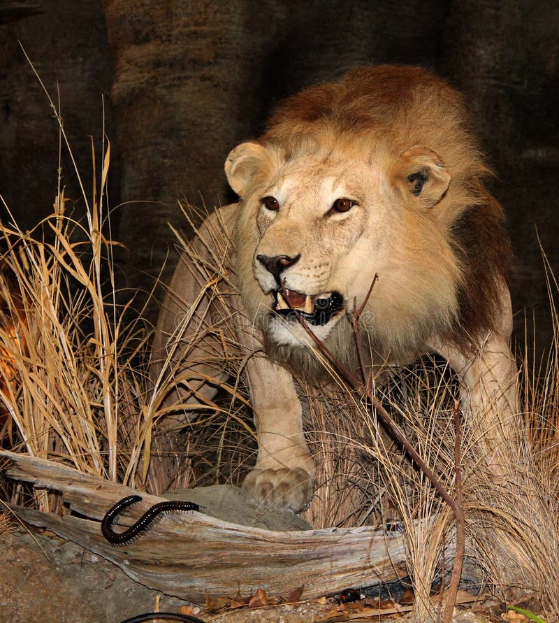 The King stock photo. Image of dominance, feral, energy - 30974614