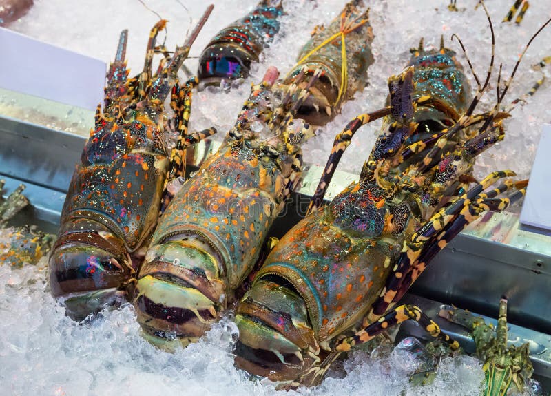 Lobsters on ice stock image. Image of tropical, cold - 52777653