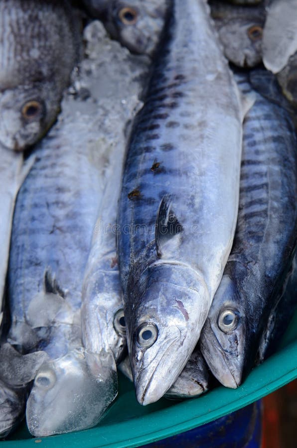King Mackerel (Scomberomorus Commerson) Stock Photo - Image of meat ...