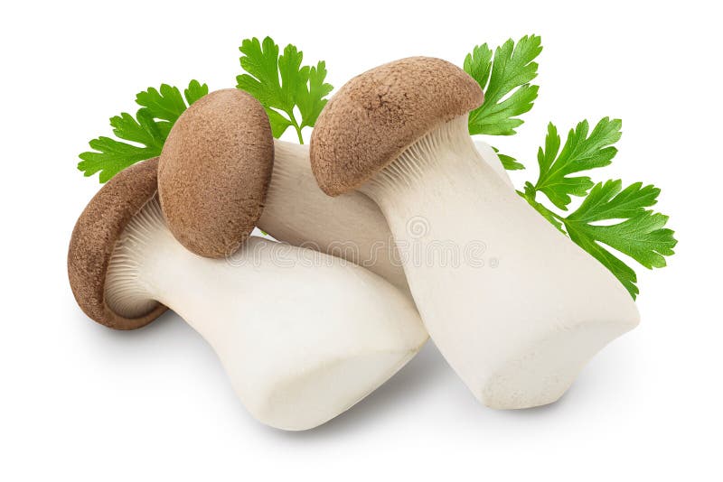 King Oyster Mushroom or Eringi Isolated on White Background . Set or ...