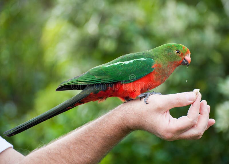 King-parrot stock image. Image of male, hand, endangered - 37509729