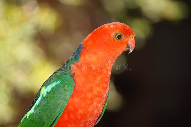 King Parrot stock photo. Image of parrot, australian, australia - 4438284