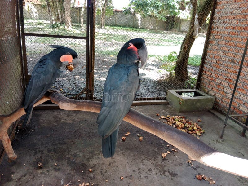 The King Parrot is Beautiful and Very Enchanting. Stock Image - Image ...