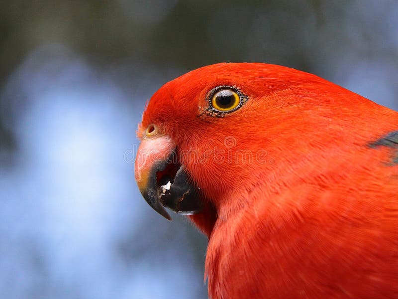 115 King Parrots Stock Photos - Free & Royalty-Free Stock Photos from ...