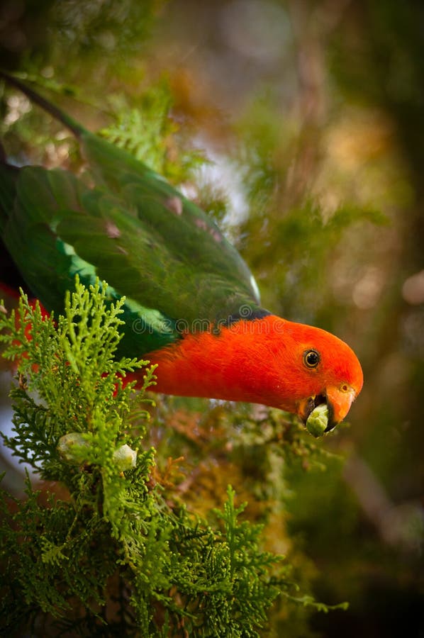 Parrot Chowing Stock Photos - Free & Royalty-Free Stock Photos from ...