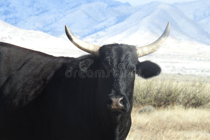 King of the Pasture, Open Range, Cattle, Bull Stock Photo - Image of ...
