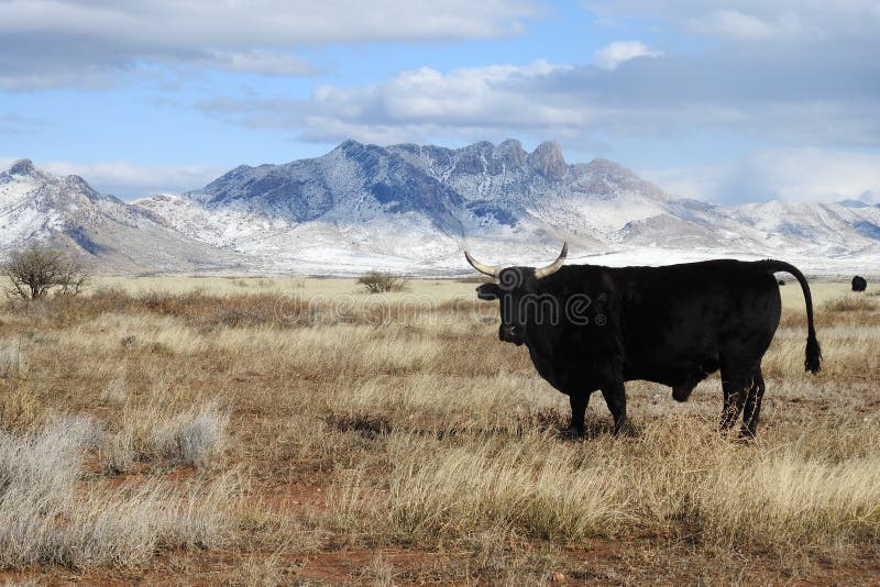 King of the Pasture, Open Range, Cattle, Bull Stock Photo - Image of ...