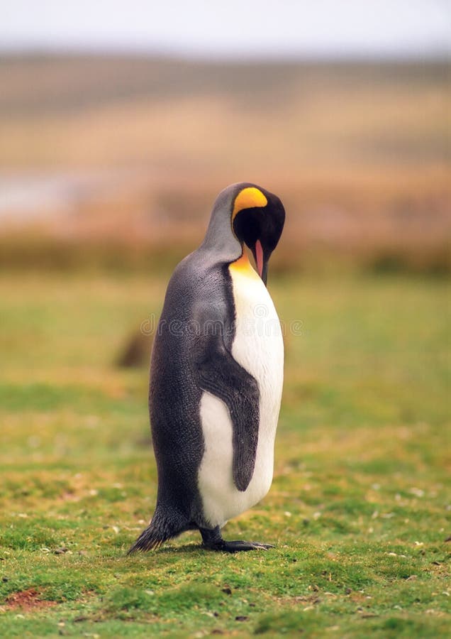 Emperor penguin stands up stock image. Image of expedition - 2562135