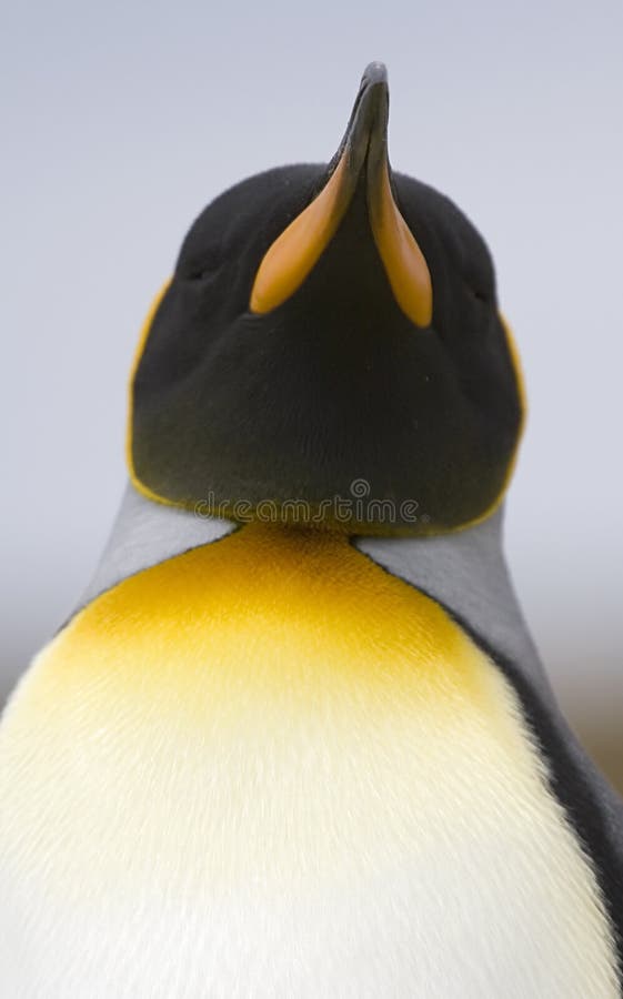 King Penguin (Aptenodytes Patagonicus) Stock Photo - Image of wildlife ...