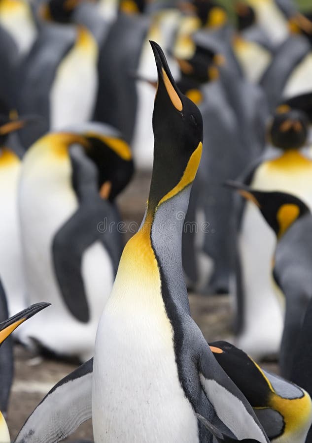 King Penguin (Aptenodytes Patagonicus) Stock Photo - Image of penguin ...