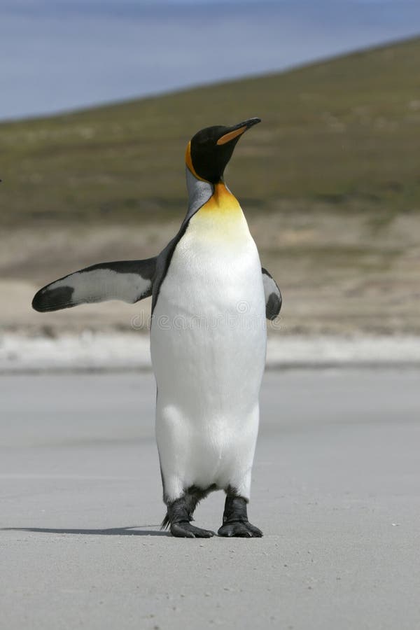 King Penguin (Aptenodytes Patagonicus) Stock Image - Image of animal ...
