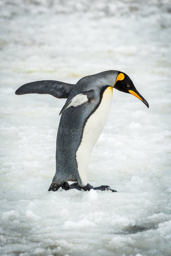 King Penguin with Squawking Chick between Feet Stock Photo - Image of ...
