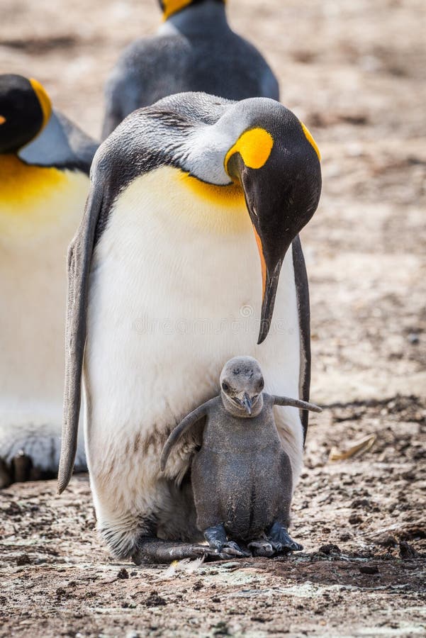 King Penguin with Squawking Chick between Feet Stock Photo - Image of ...