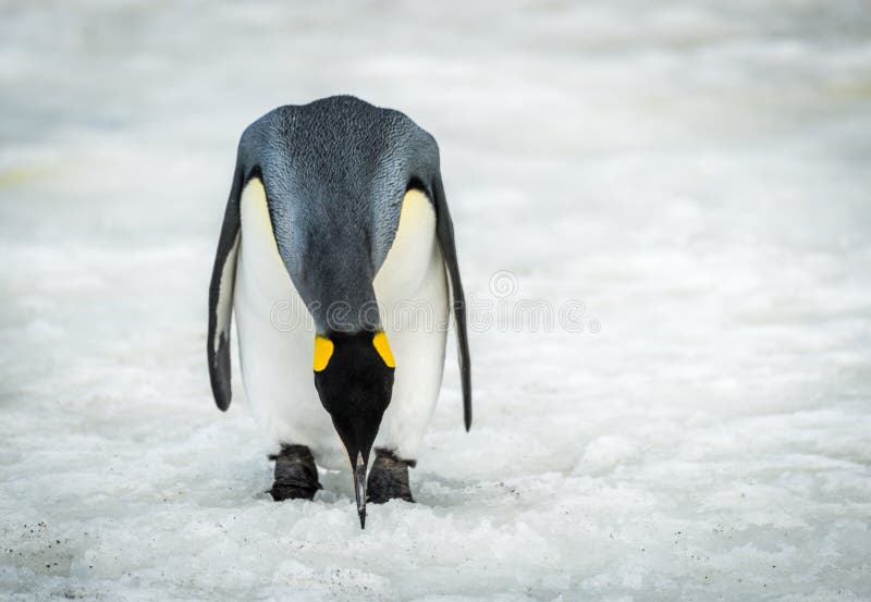 King Penguin with Squawking Chick between Feet Stock Photo - Image of ...