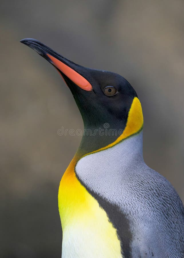 King Penguin Profile Portrait Stock Image - Image of bird, penguin ...
