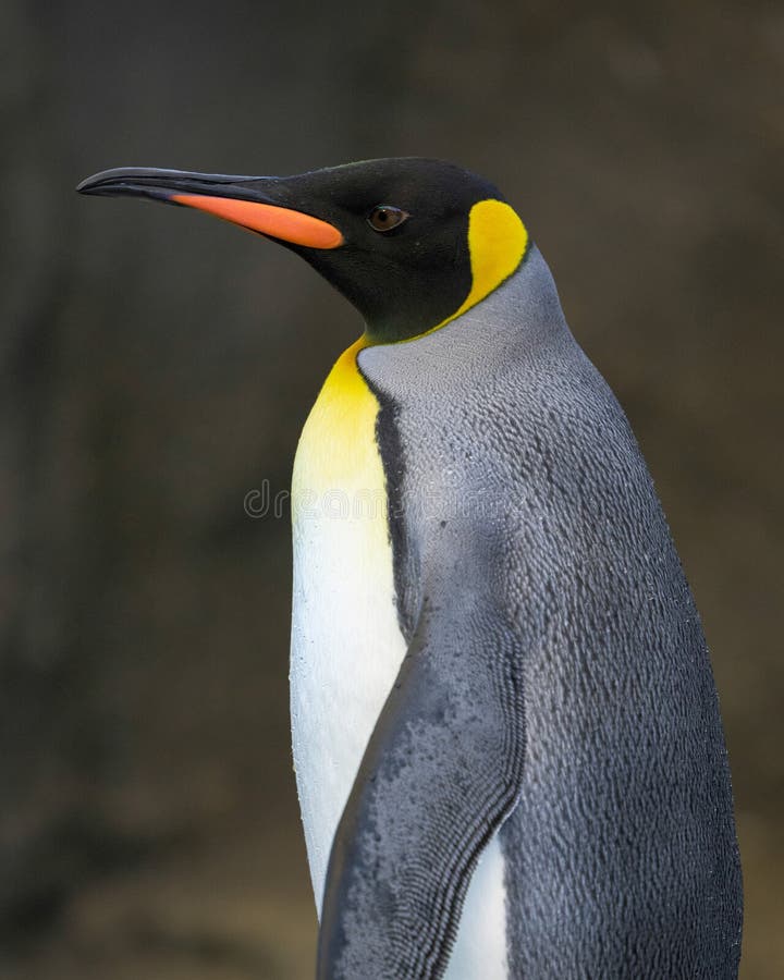 King Penguin Profile Portrait Stock Photo - Image of closeup, polar ...