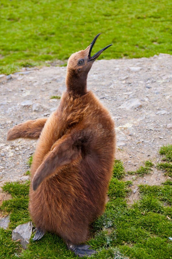 King Penguin Chick stock image. Image of growth, calling - 21225015