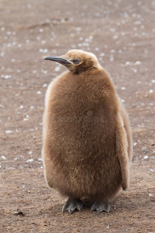 King penguin chick stock photo. Image of coastal, aquatic - 30889312