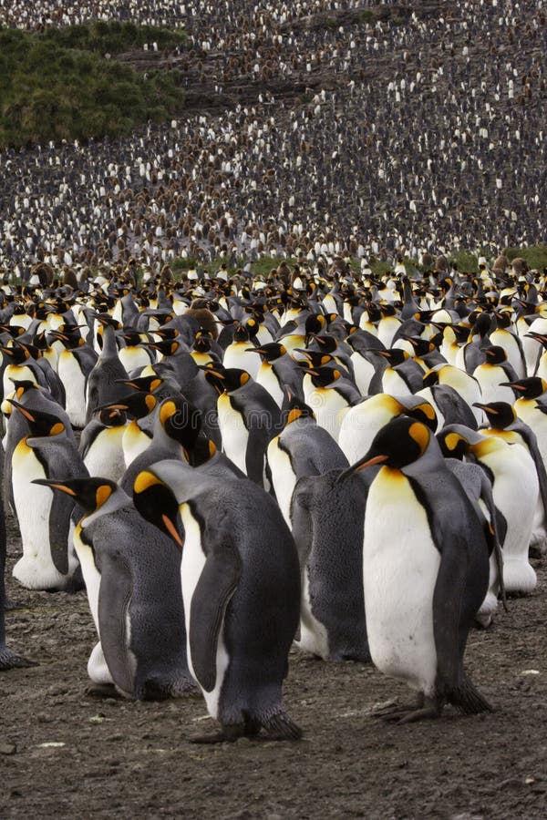 Large Crowded King Penguin Colony / Rookery. Stock Image - Image of ...