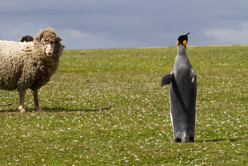 King Penguin closeup stock photo. Image of community - 31074416