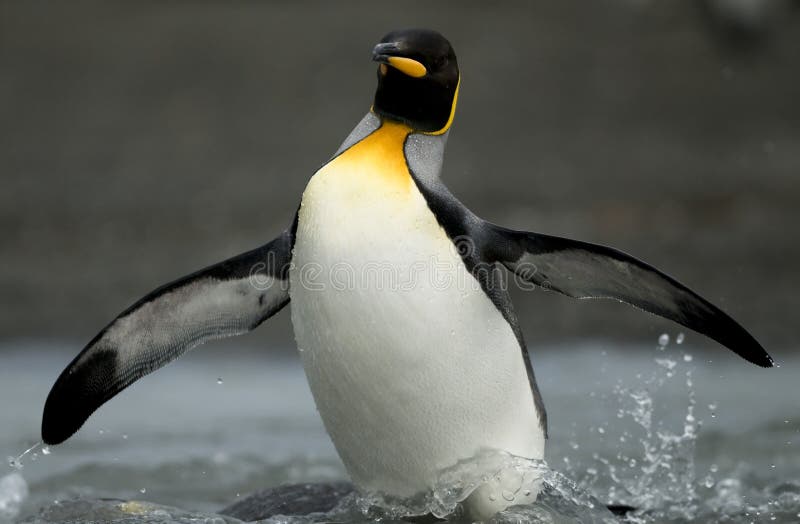 King Penguin Adult Feeding Downy Chick Stock Image - Image of breeding ...