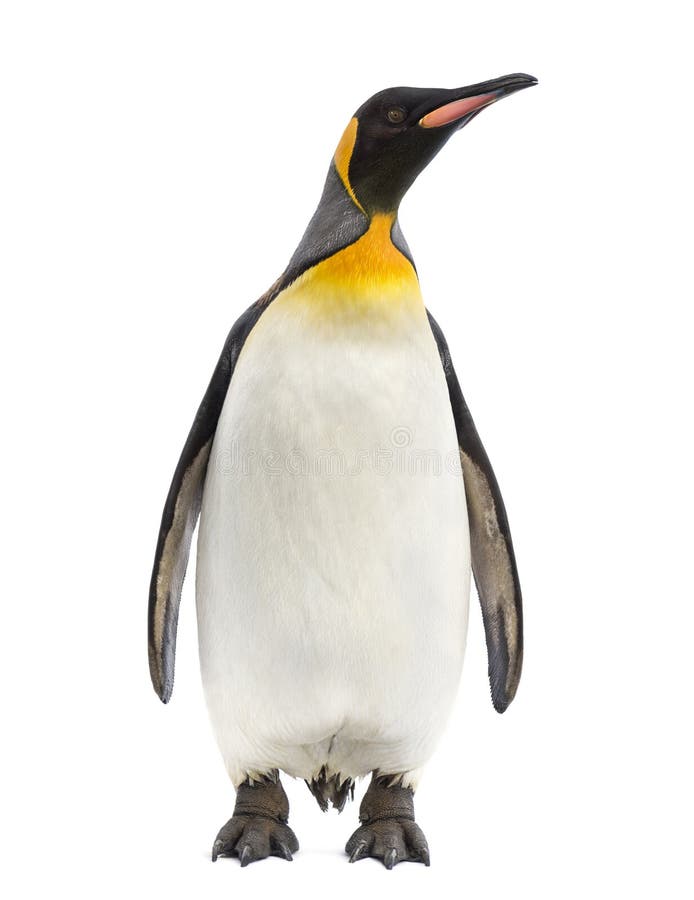 King Penguin Facing at the Camera, Isolated Stock Photo - Image of ...