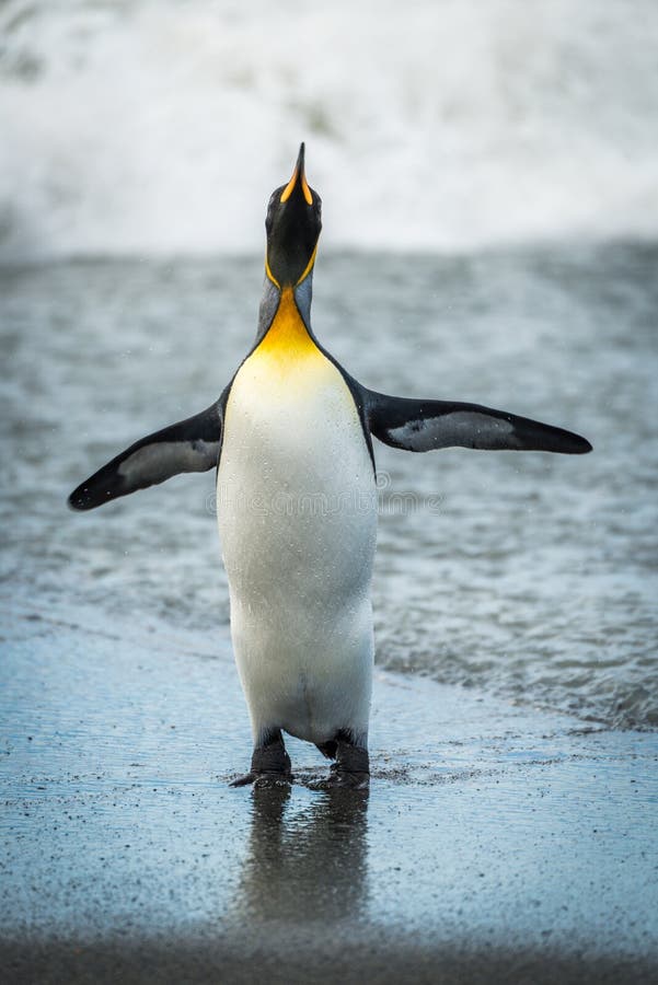 King Penguin Stretching Out Flippers on Beach Stock Image - Image of ...
