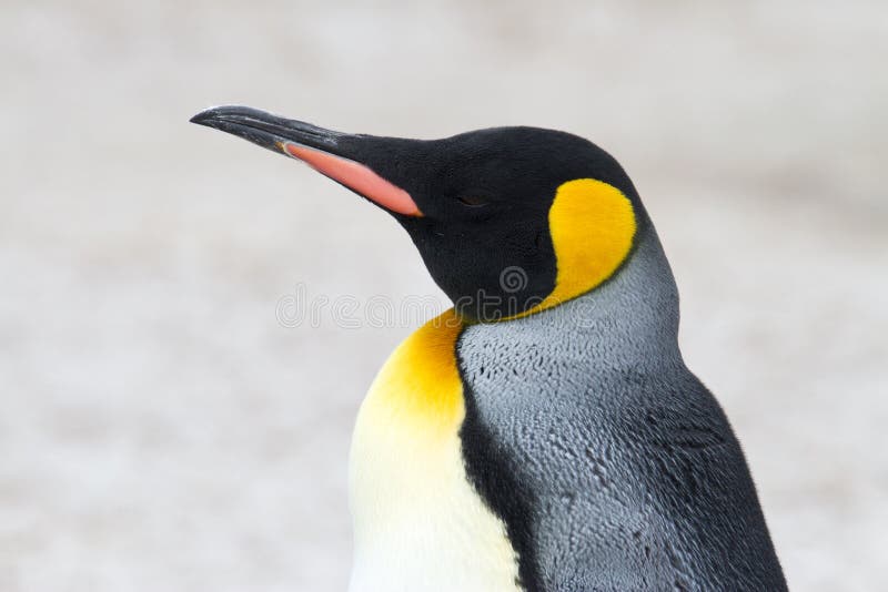 King Penguin stock image. Image of black, aptenodytes - 30889403