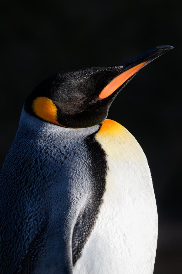 King Penguin stock image. Image of alive, large, cute - 109185367