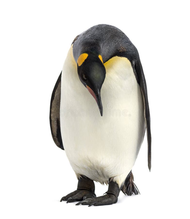 Penguin Looking Down on Rocks Close Up Stock Photo - Image of adventure ...