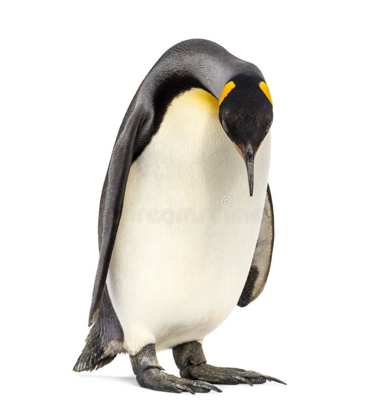 King Penguin Looking Down, Isolated Stock Photo - Image of black, polar ...