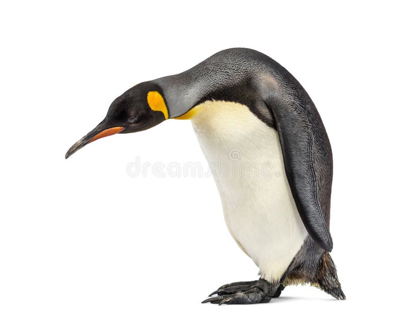 Penguin Looking at Billboard Stock Photo - Image of outside, sign: 10241848