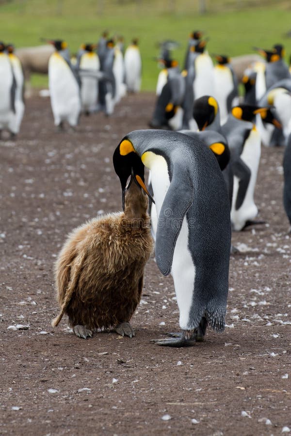 King Penguin Mother and Her Chick Stock Image - Image of flightless ...