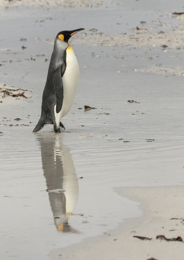 King Penguin reflection stock image. Image of outdoor - 291882449