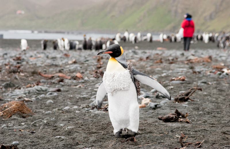 Adolescent King Penguin Amongst Adults Stock Image - Image of ...