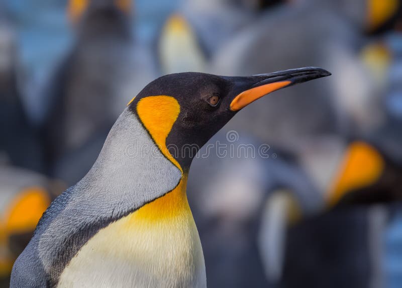 251 Penguin Side Profile Stock Photos - Free & Royalty-Free Stock ...